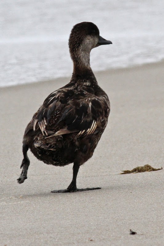 View from the Cape: Ducks - like you never saw them before!