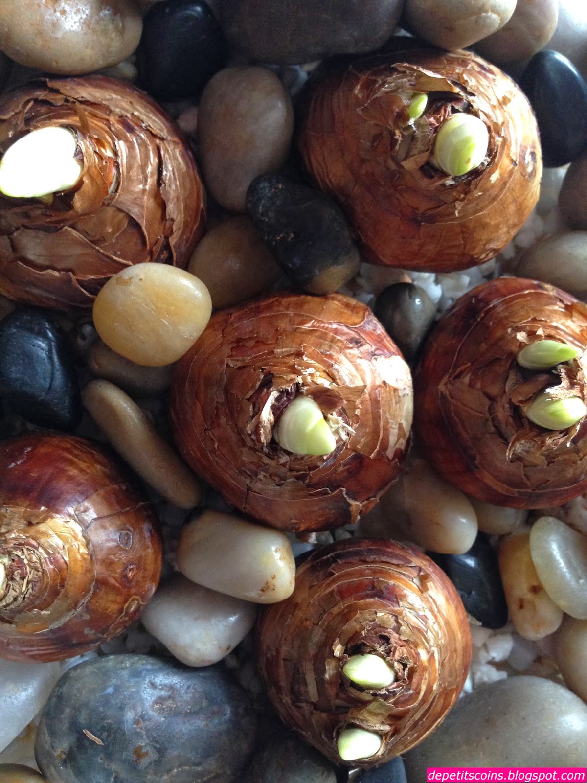 De Petits Coins: Bulbi invernali - Parte 1