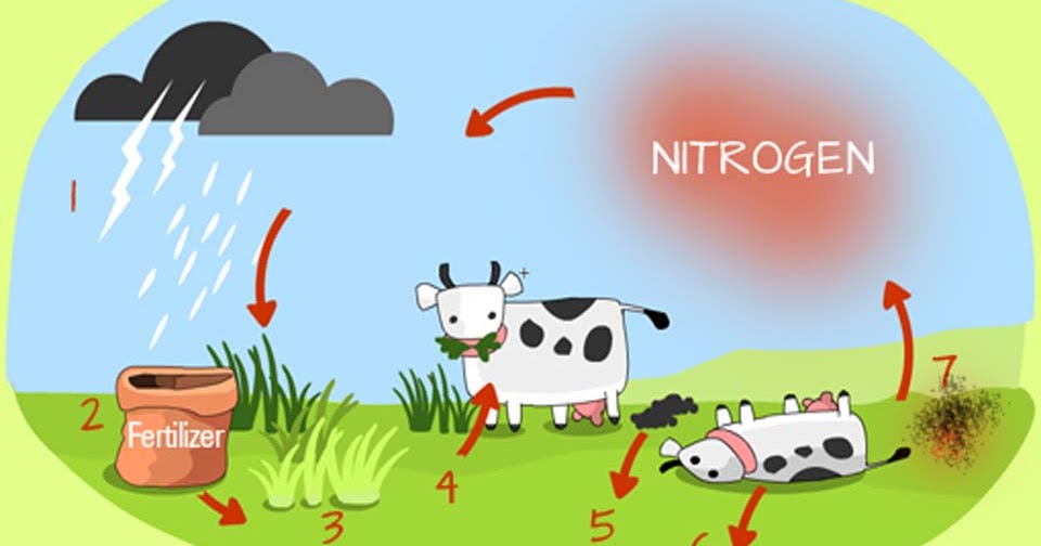 Siklus Daur Nitrogen : Tahapan, Proses, dan Contoh Ilustrasinya ...