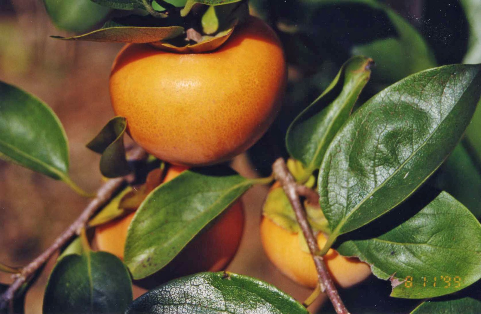 MARIETTE'S BACK TO BASICS: {Our Japanese Diospyros Kaki Persimmon}