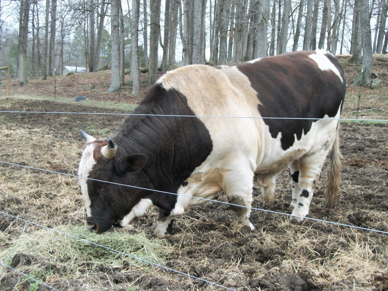 Henny Penny Lane: Mr. Murphy's Hay Farm