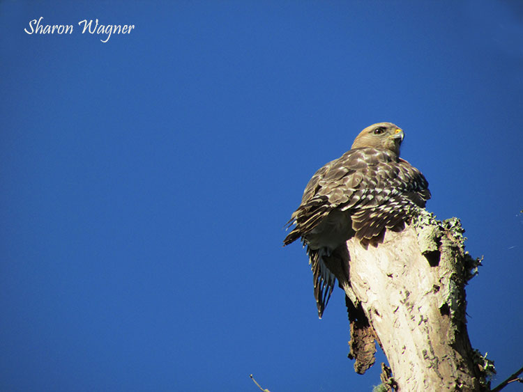 Sharon's Souvenirs: By Rook or by Crook