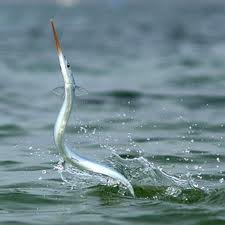 Fishing Frenzy: List of Fish