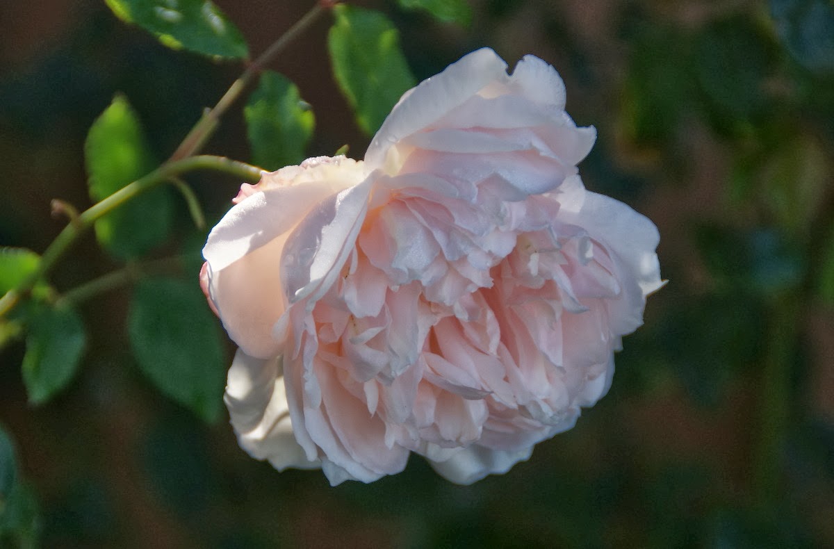 Organic Garden Dreams: February Roses