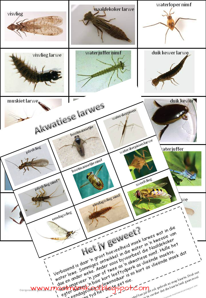 Hart van die Huis: Wat is die gogga in die water?