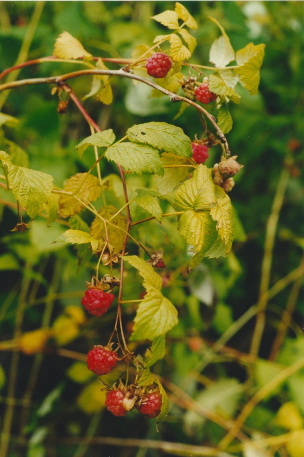 garðurinn okkar: Hindberjahálfrunni
