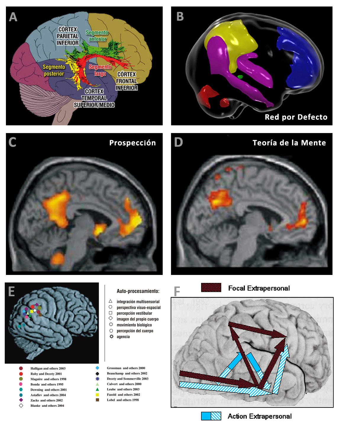 MUY INTERESANTE SPAIN: ¿CUANTO TIEMPO TARDA NUESTRO CEREBRO EN PROCESAR ...