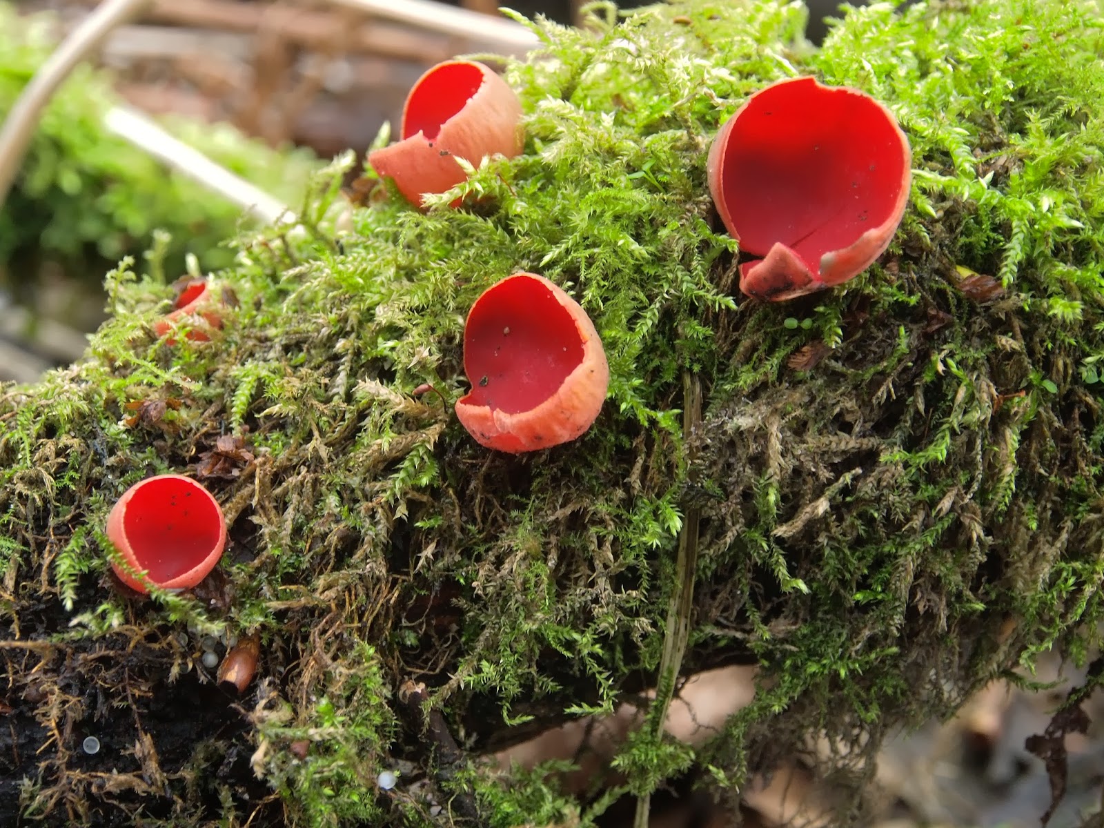 Calderdale Fungi - Halifax Scientific Society - Mycology Section: Crow ...