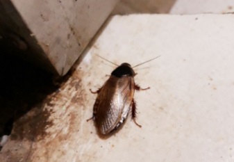 Kecoa, Lipas atau Coro ~ natinedJs