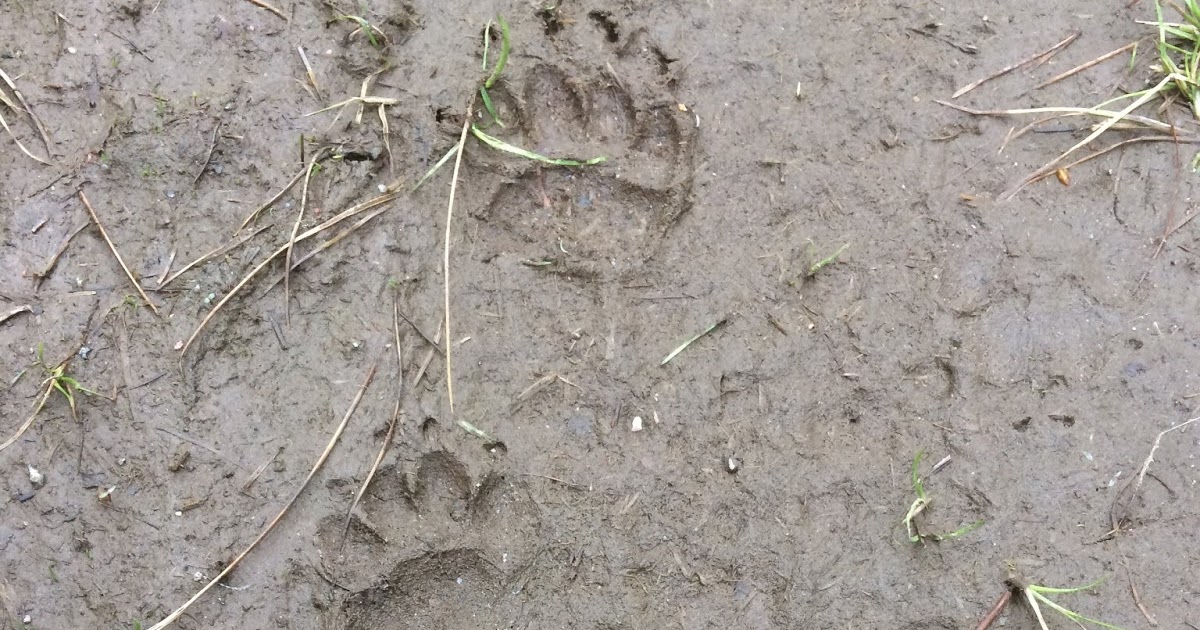 Mitt ekologiska fotavtryck