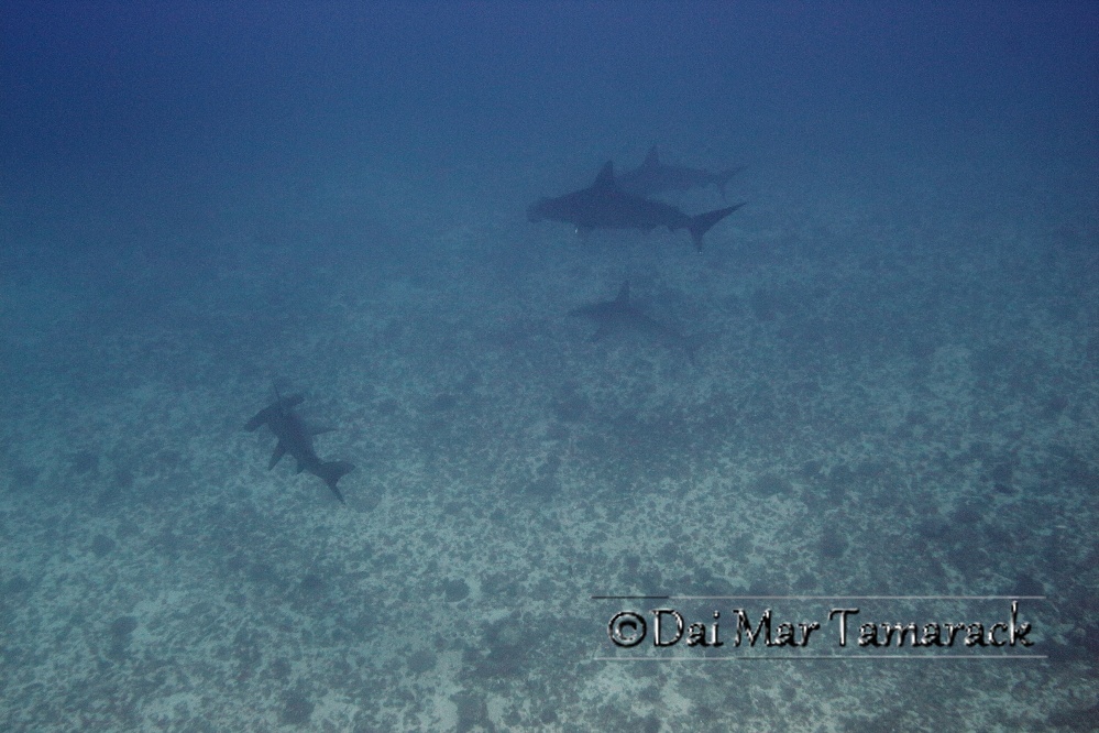 Capturing the Moment: Hammerhead Shark Dive in Hawaii