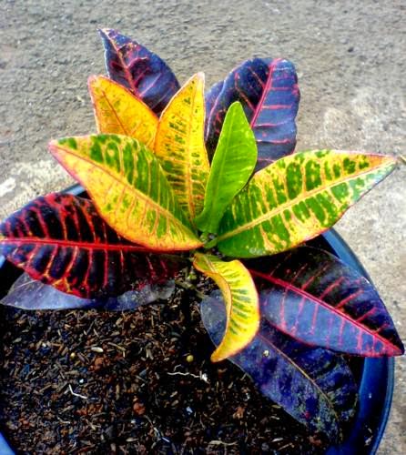 Jual Jenis Pohon Puring | Jenis Puring | Habiban Plants