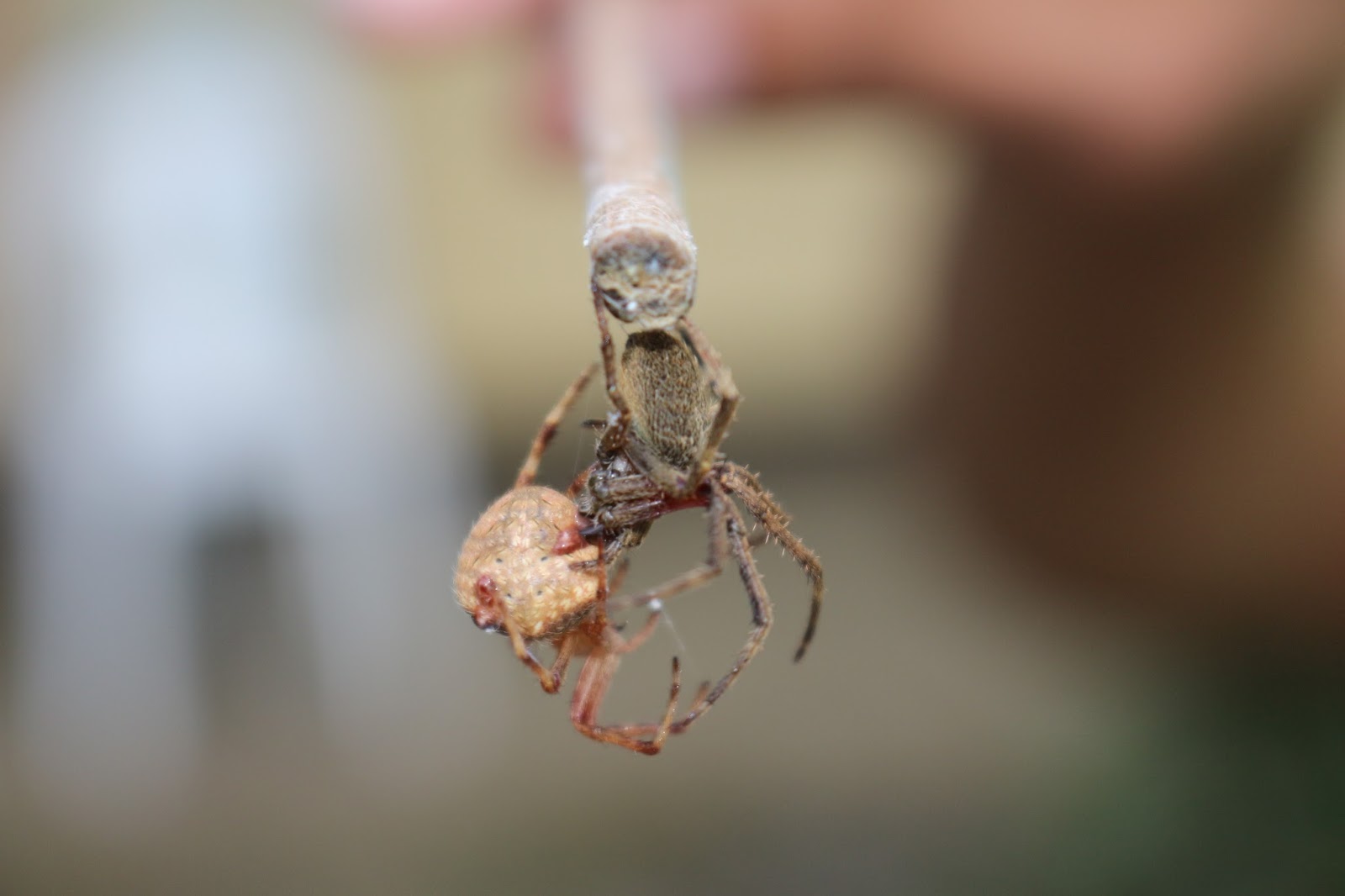 Fandojr Photography: Spider fight! "BOTOGS"