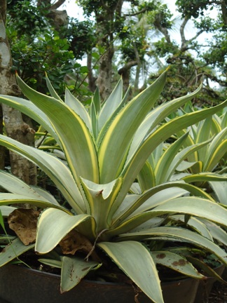 bunga agave varigatha ~ GAZEBO BAMBU