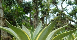 bunga agave varigatha ~ GAZEBO BAMBU