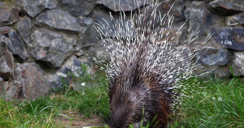 Porcupine | The Biggest Animals Kingdom