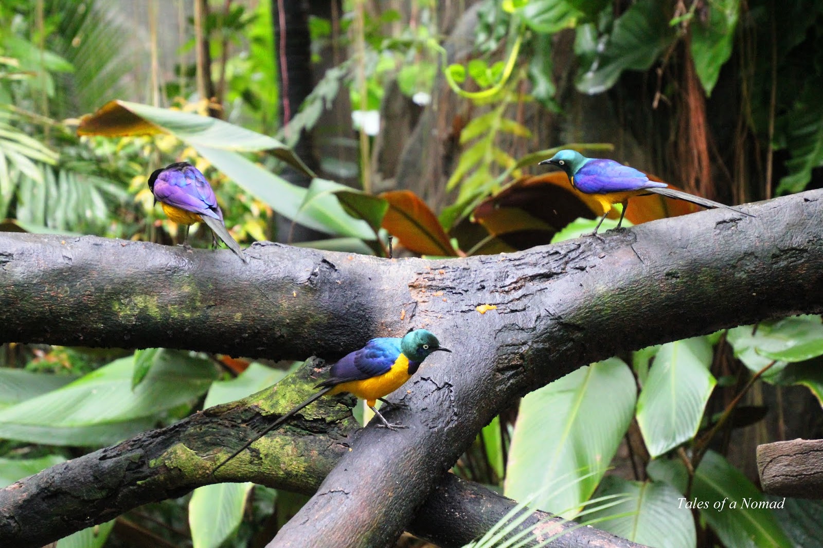 Tales Of A Nomad: Sunway Lagoon- Multitude of Fun