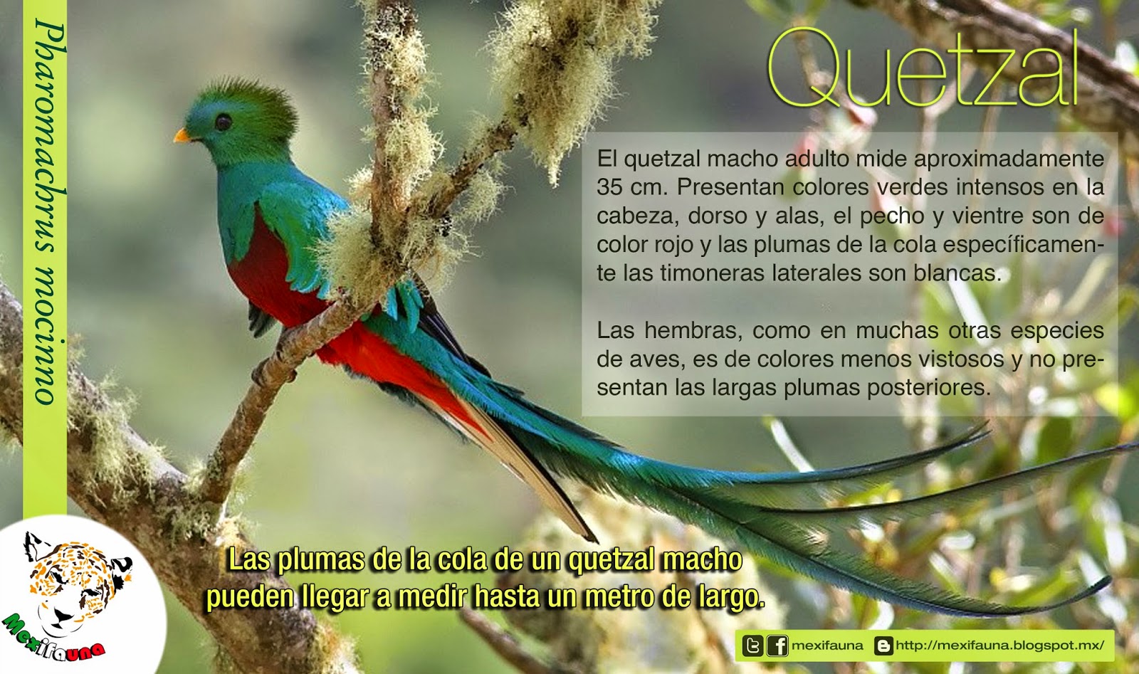 MEXIFAUNA: Quetzal (Pharomachrus mocinno)