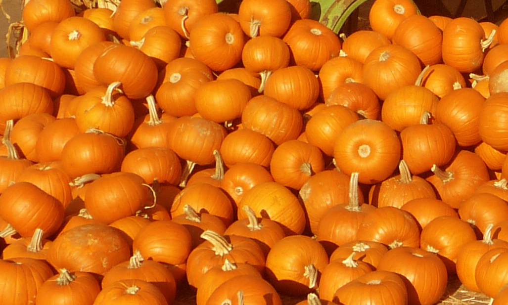 Saberpoint: Pumpkins! Indigenous Vegetables! (Photo)