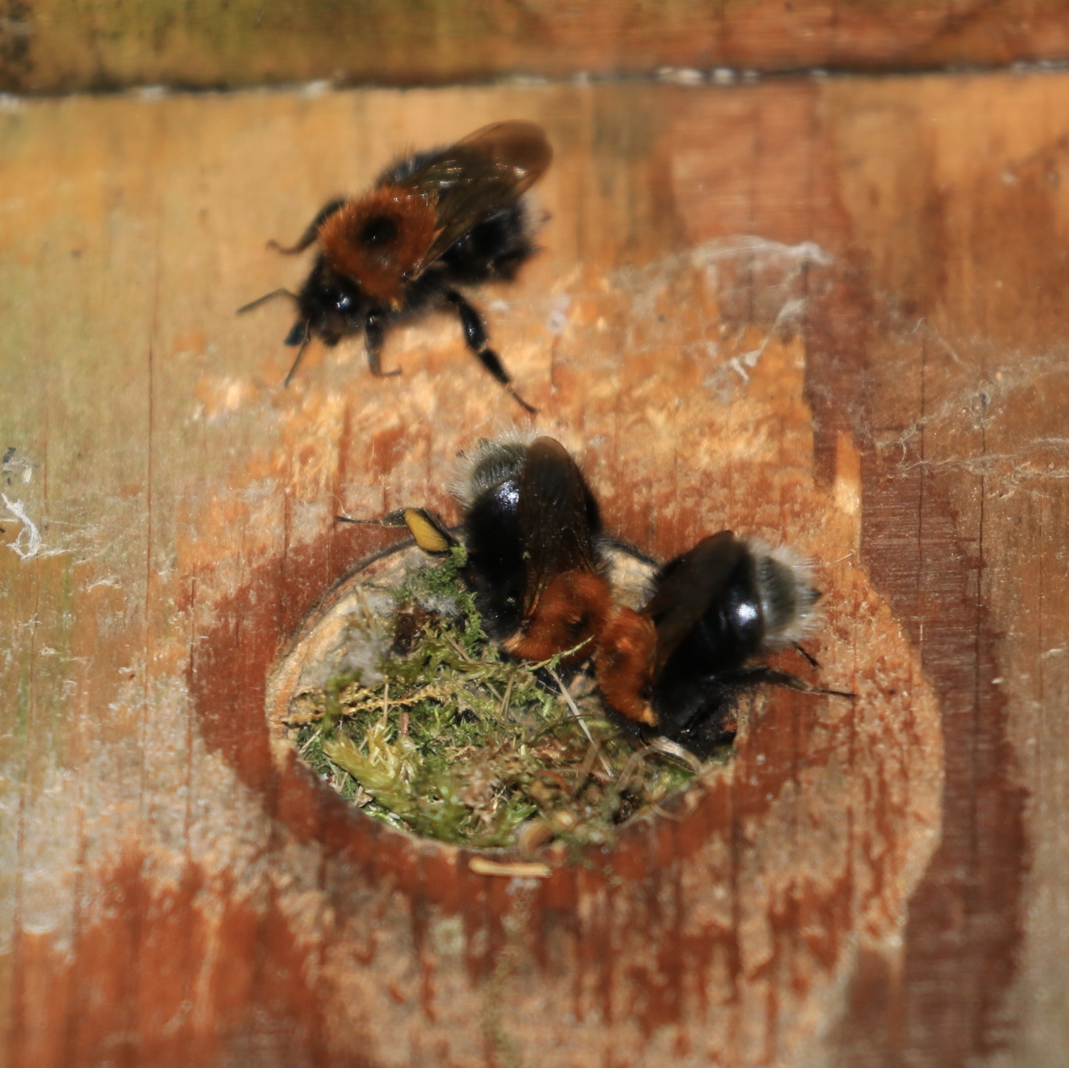 Abington Naturewatch: Tree Bumblebees in Nestbox