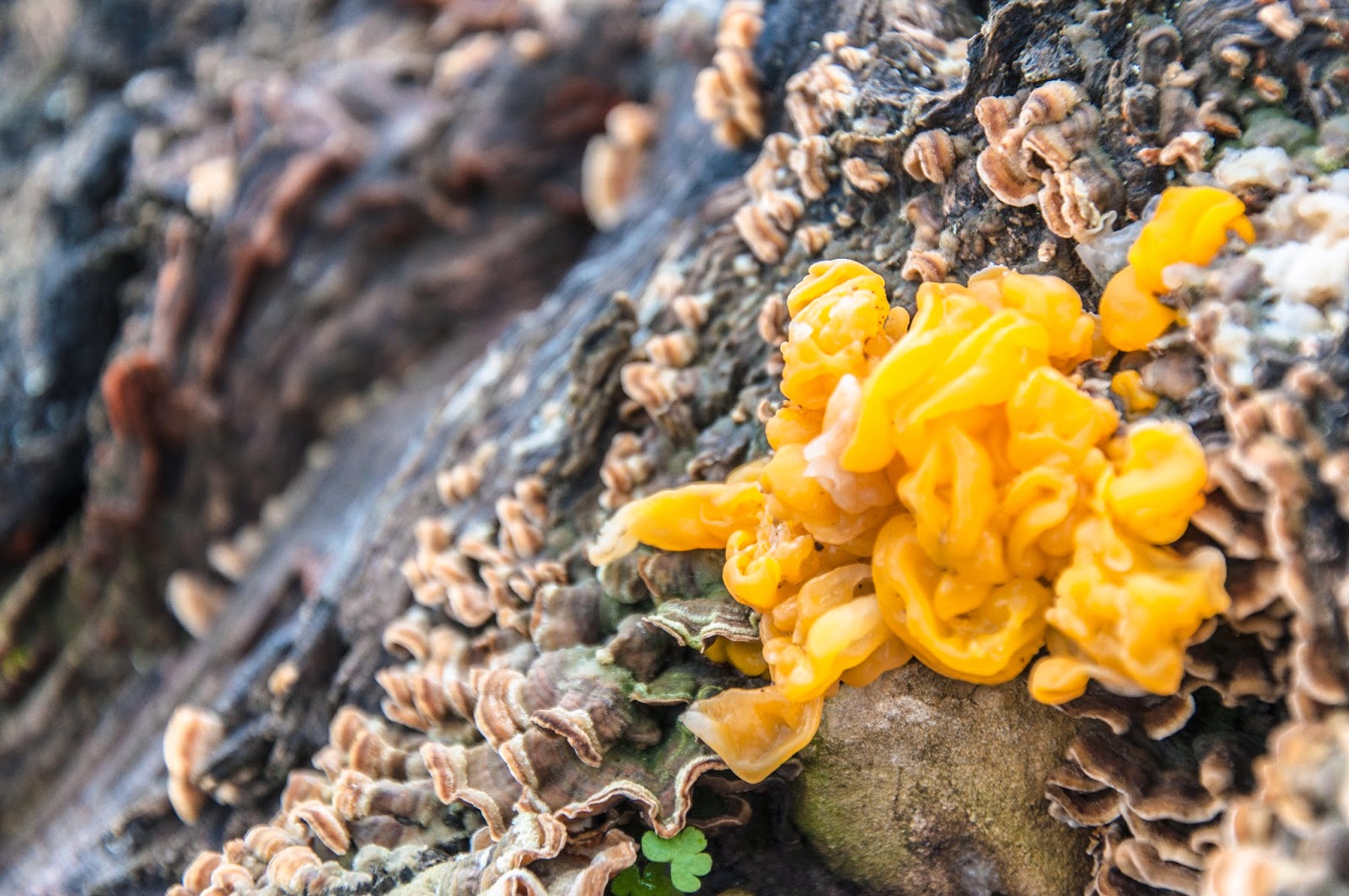 Tremellales ~ Micologia y Fotografia