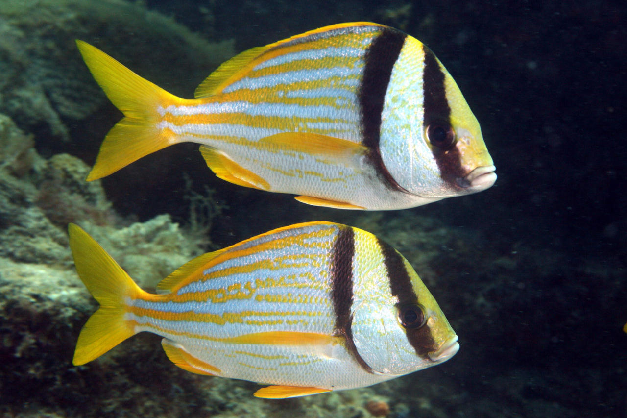 Real Monstrosities: What's up with all these pigfish?