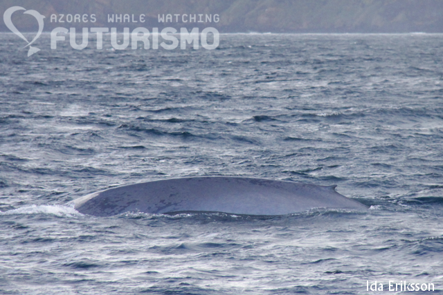 A surprise from blue whales, fin whales and a appearance of our ...