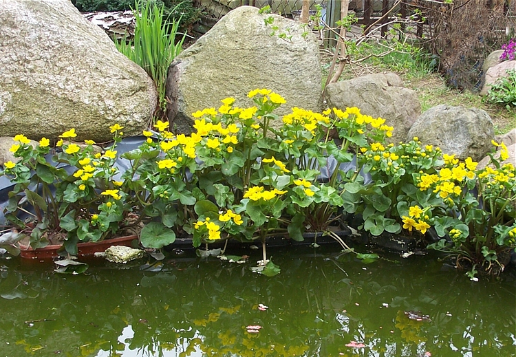 Pomi fructiferi si Arbusti - Material saditor: Plante putin cunoscute ...