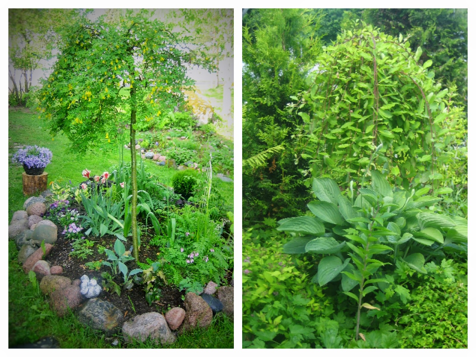 Pienen pihan suuria unelmia: Puita ja pensaita pieneenkin puutarhaan