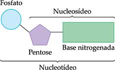 Sala BioQuímica: Nucleotídeos e metabolismo energético. NAD, FAD, NADP ...