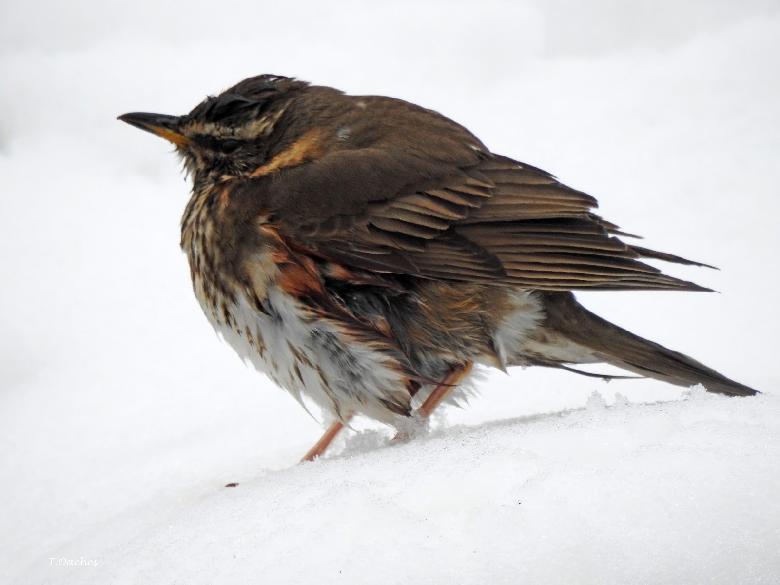 PASARI DIN ROMANIA: STURZUL VIILOR, Turdus iliacus