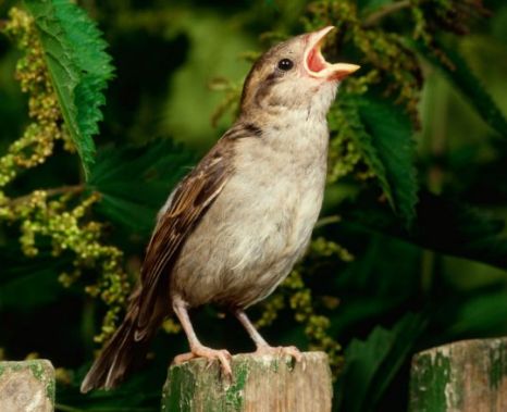 French Vocabulary Illustrated: pépier