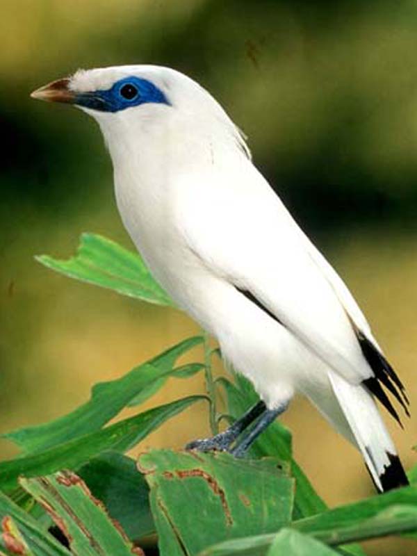 The Life of Sweet Birds: The Bali Starling