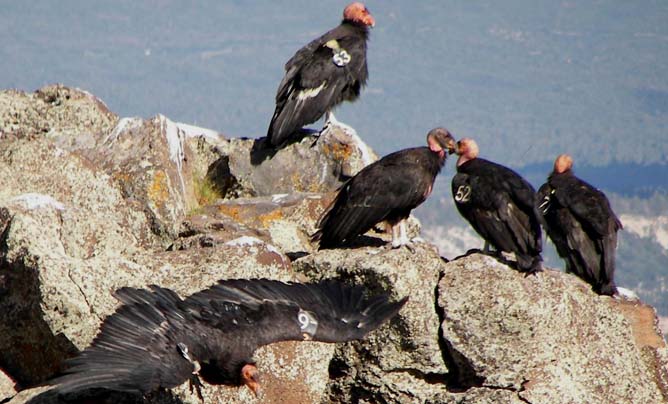 Aurora Bliss: Animal Spotlight: California Condor