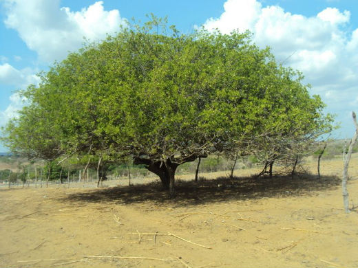 Umbu - Spondias tuberosa