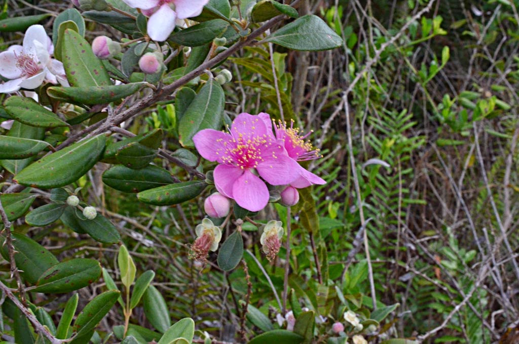 Space Coast Wildflowers: May 2015