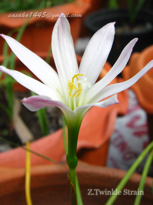 Zephyranthes: Z.Twinkle Strain