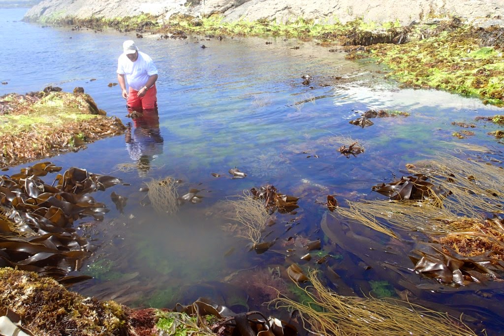 Shoresearch Cornwall Blog: Battery Rocks ROCKS