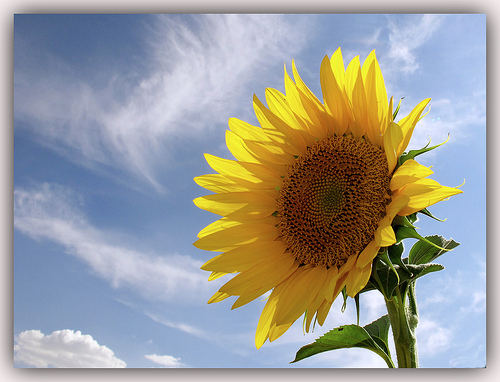 Behind the French Menu: Farine - Flour. The flour in your French bread ...