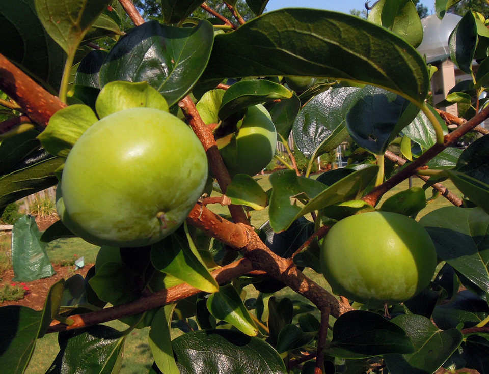 Moristotle & Co.: Green persimmons