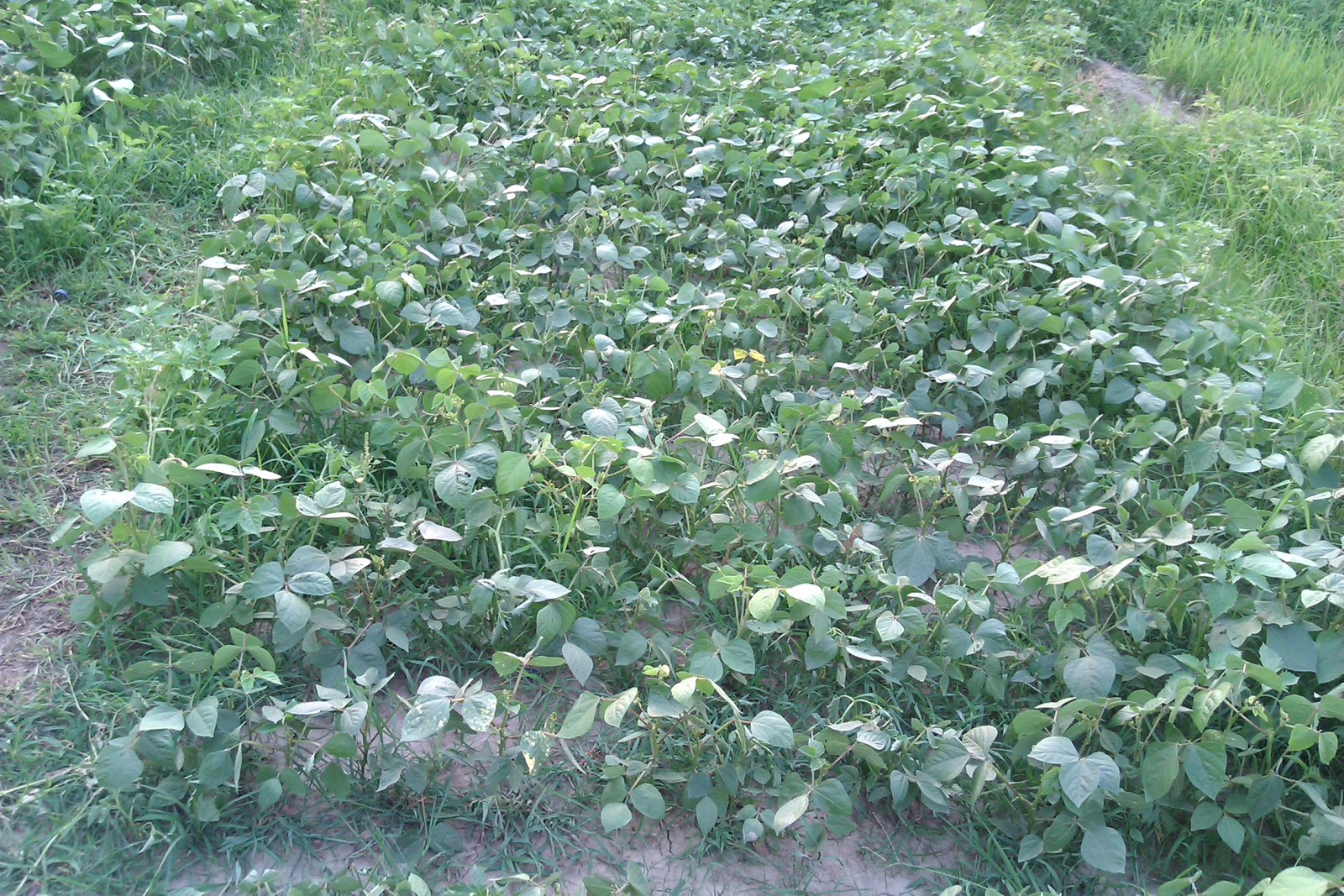 FIELD CROPS OF BANGLADESH: Pulse Crops