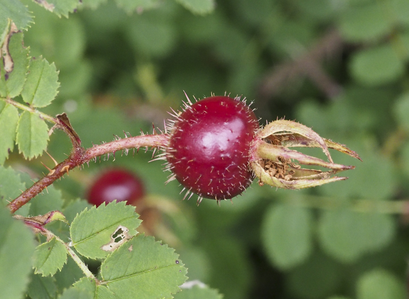 Paseos por la naturaleza: Rosa pimpinellifolia. Rosa espinosa.