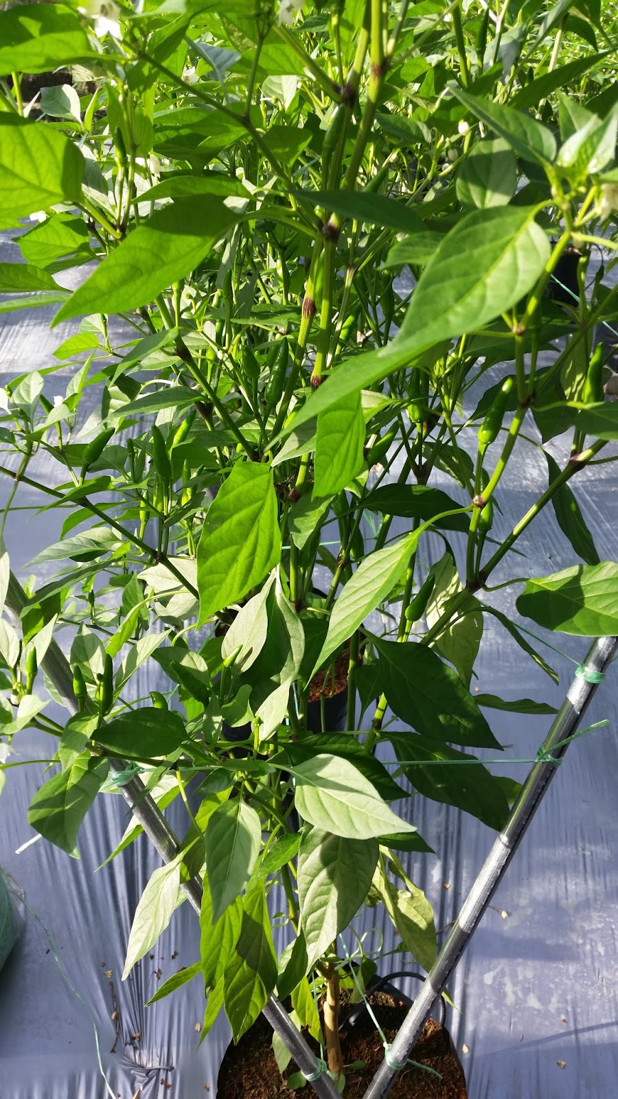 Warisan Petani: Tanaman Cili Fertigasi.