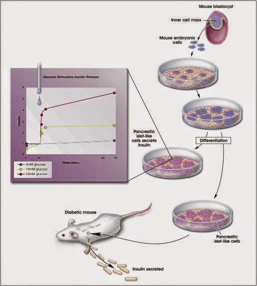 Cultured Cell Models and Replicative Senescence