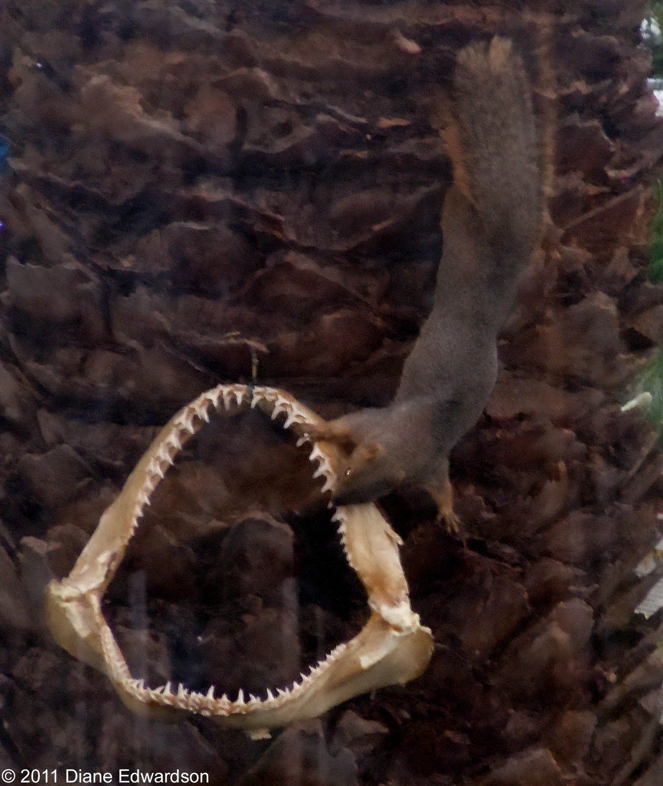 Corralitas Red Car Property: Corralitas Drive: Squirrel Bites Shark