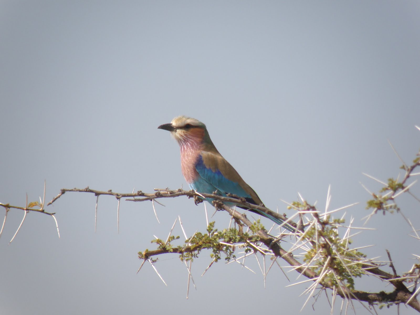 Kristi and Charles: Namibia (Central and North)