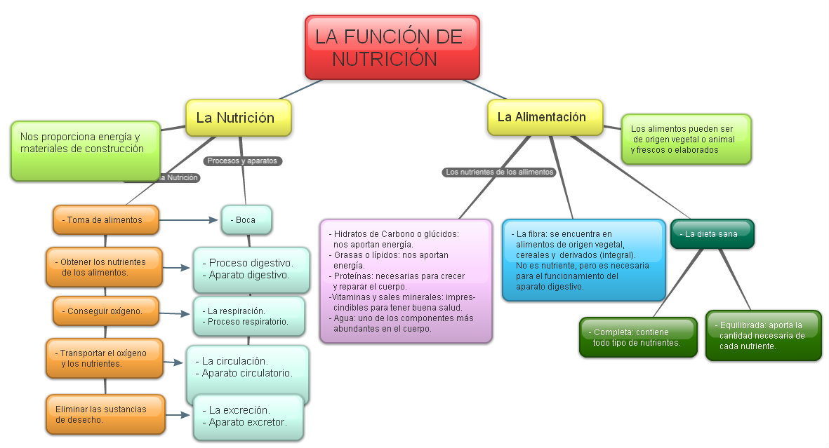 El blog de Luis: Esquema de la nutrición