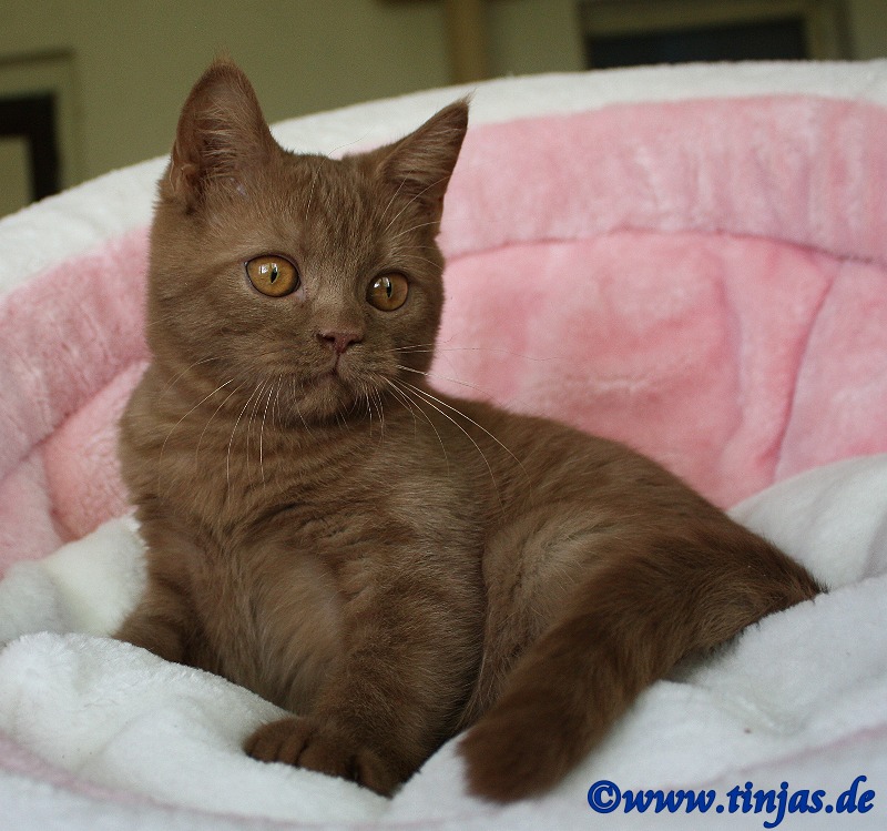 Britisch Kurzhaar (BKH) Kitten und Britisch Langhaar Katzenbabys ...