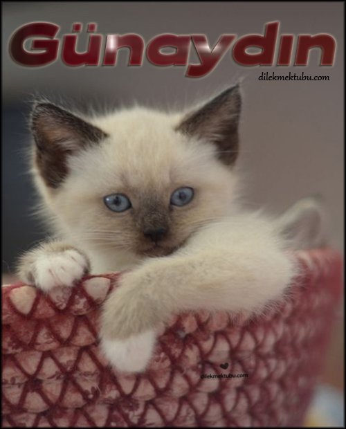 Mutlu Sabahlar - Dilek Mektubu