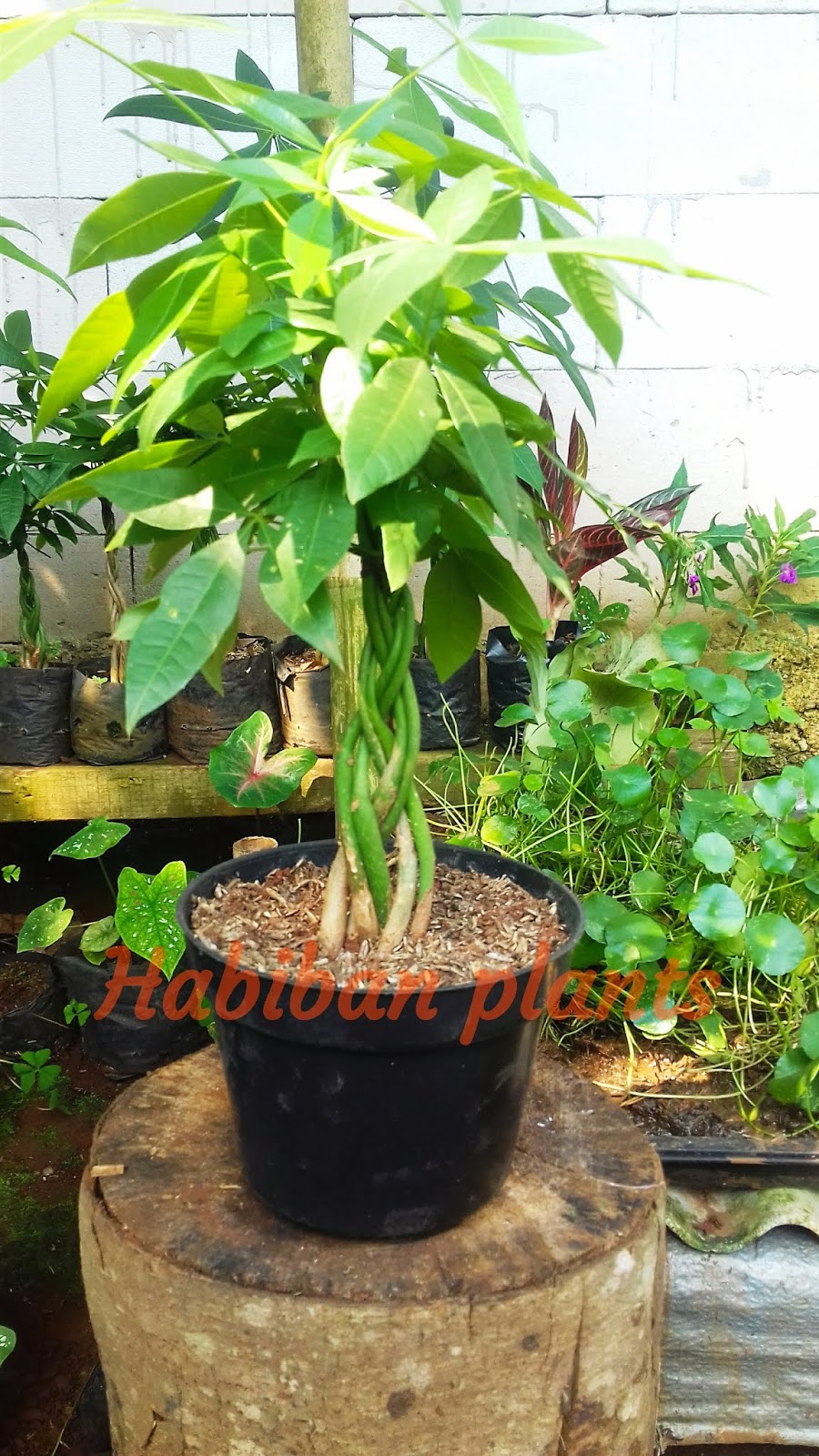 Jual Pohon Pachira aquatica | Money tree | | Habiban Plants
